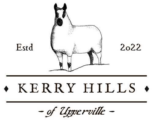Sheep for sale – Kerry Hills of Upperville